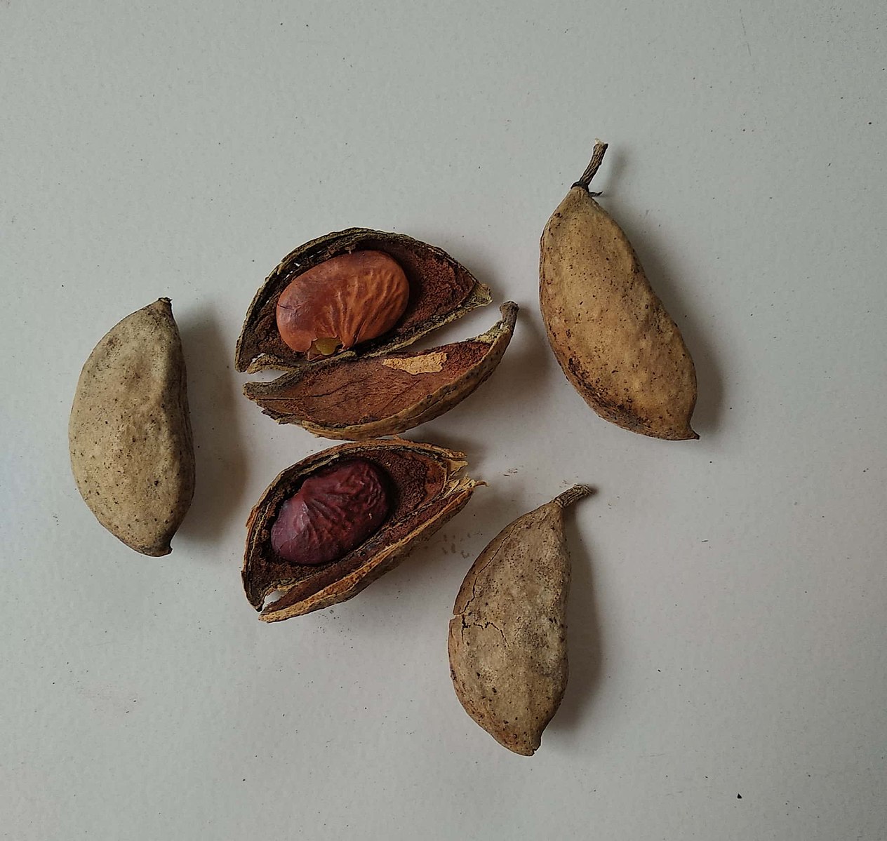 Potential of pongamia as renewable fuel