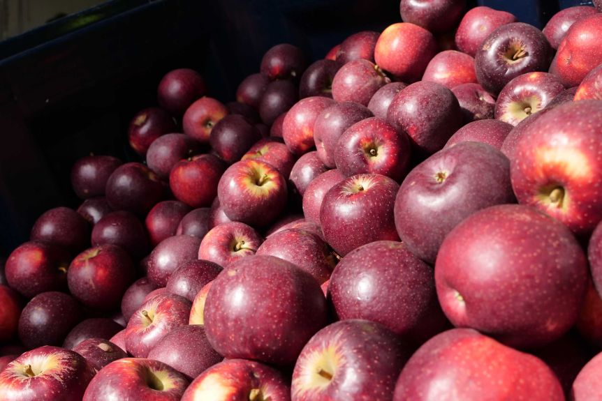 Australia's unique Bravo apple held back by cosmetic colour requirements
