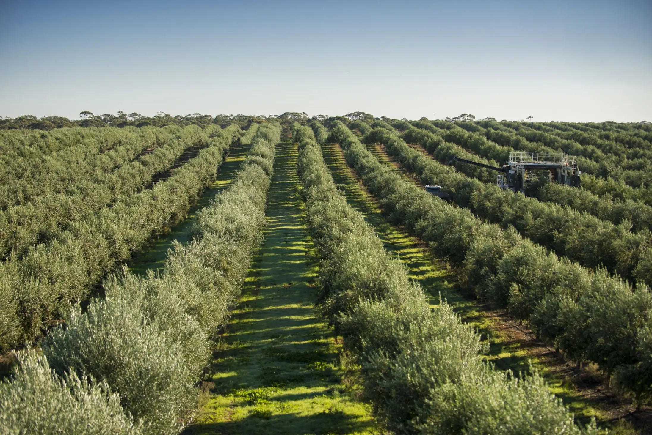 Record-breaking olive harvest