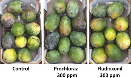 A potential fungicide for postharvest disease control in mangoes