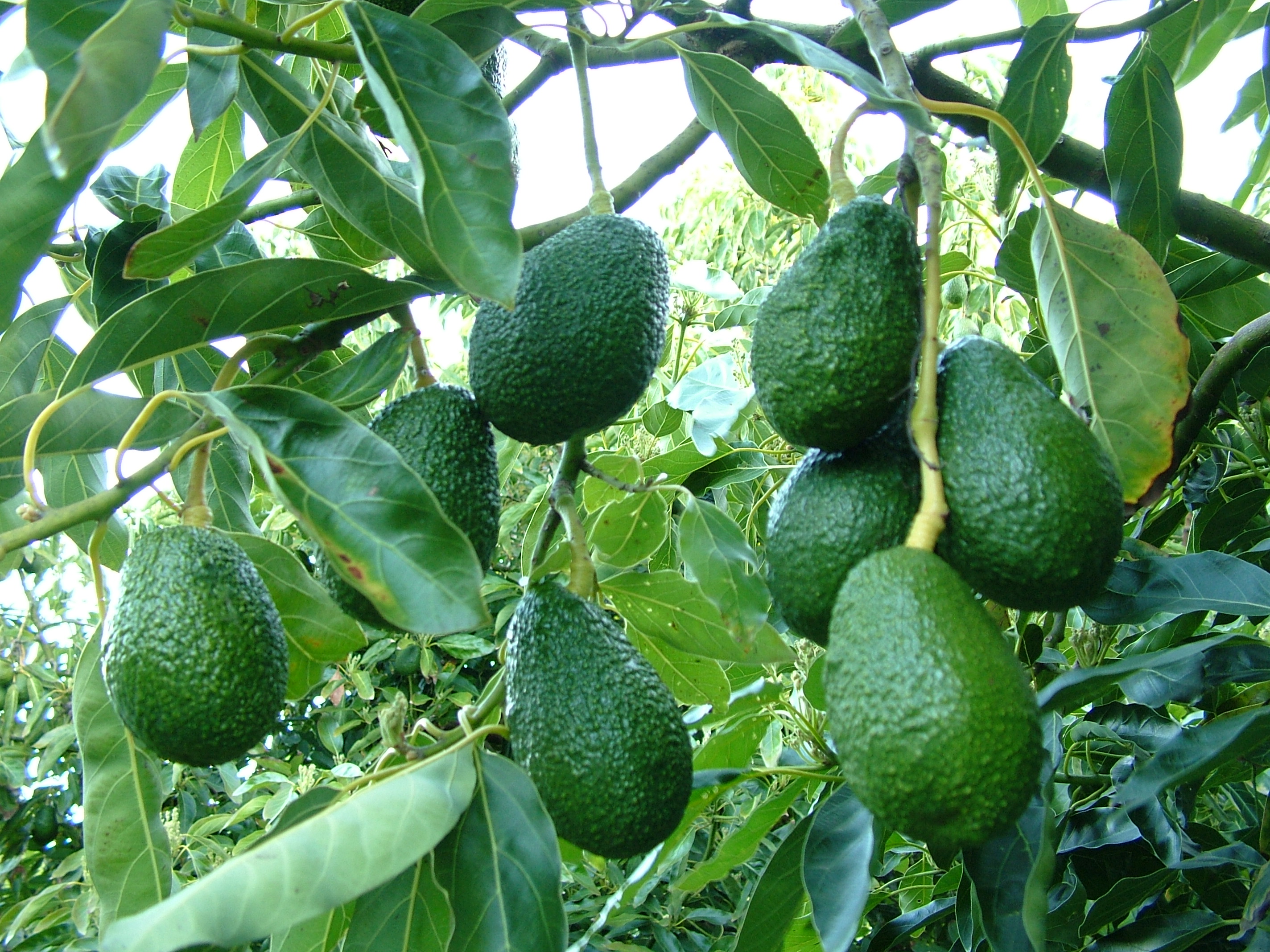 Smashing success for avocados