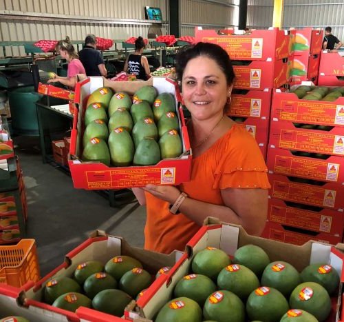 First Aussie Mangoes for the Season Reach US