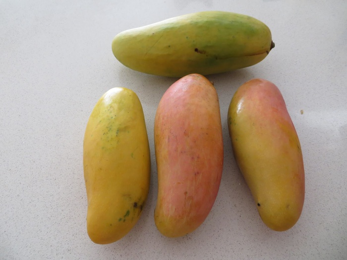 Spanish team looking to breed seedless mangoes