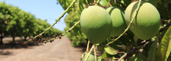 Mango season in full swing