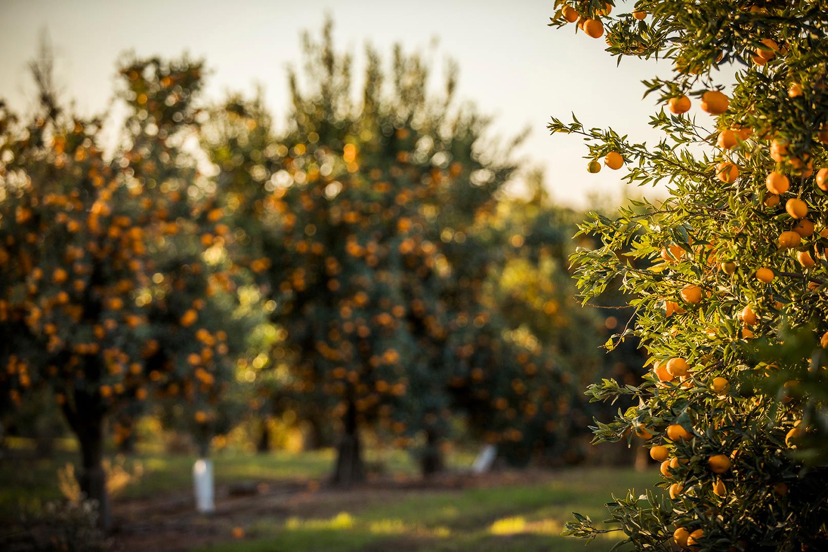 New partnership between Nutrano and Keenan Produce