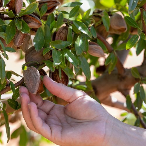 Almonds | Australian Tree Crop Magazine