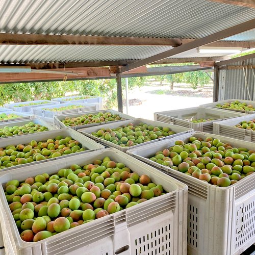 A potential fungicide for postharvest disease control in mangoes