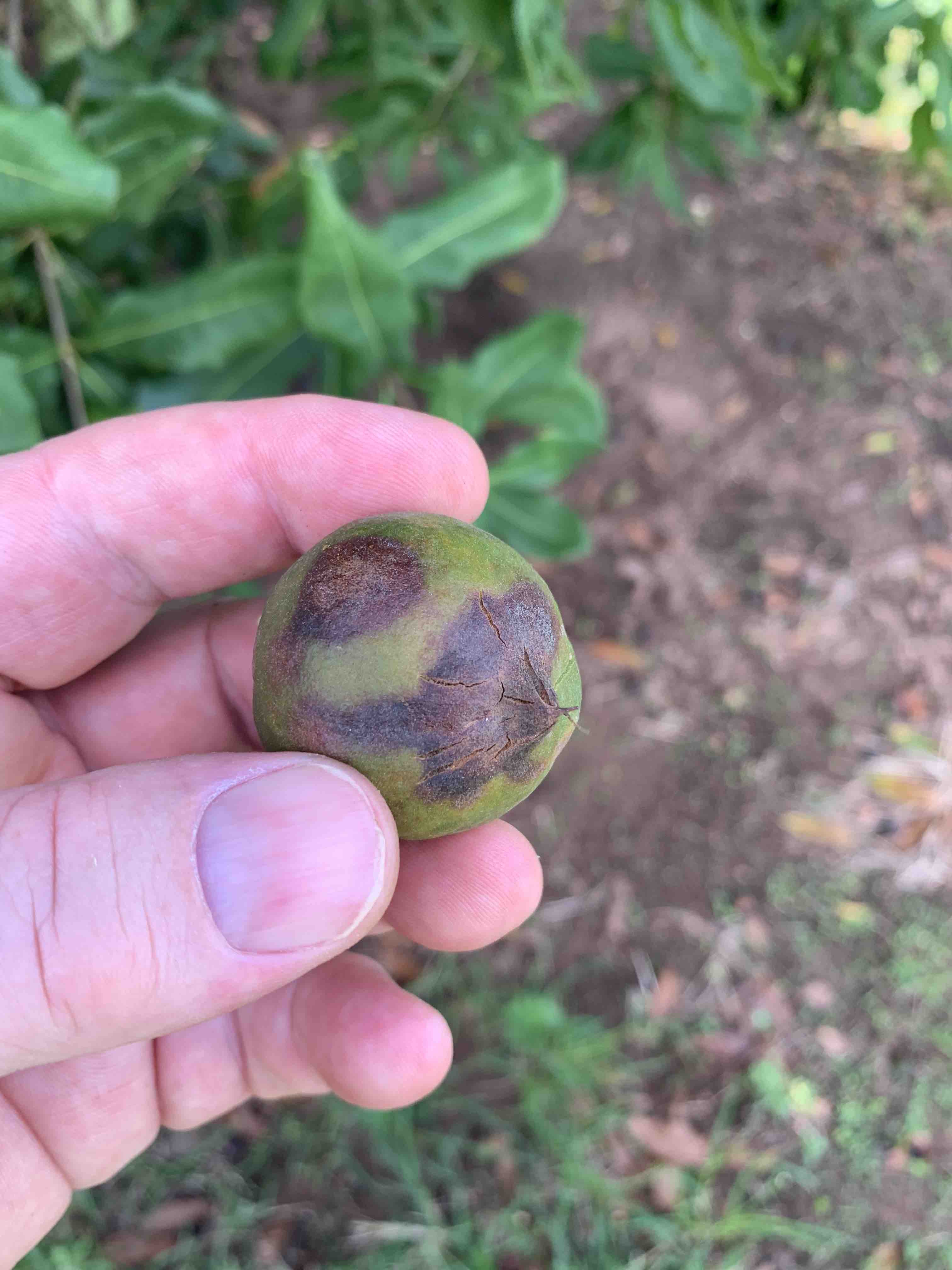 Control of macadamia husk spot
