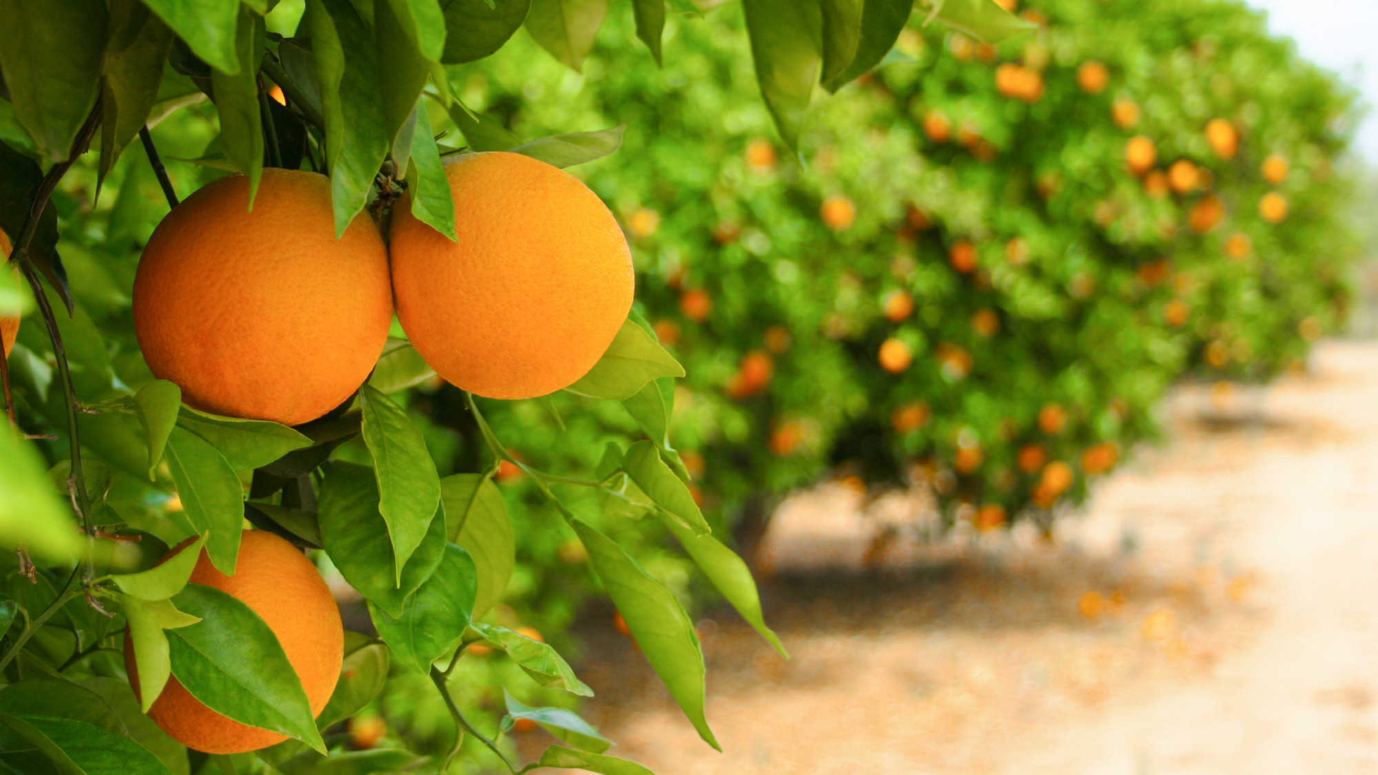 Dual action weapon targets citrus pests