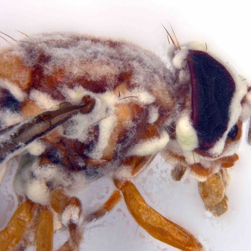 Tracing the origins of fruit fly incursions