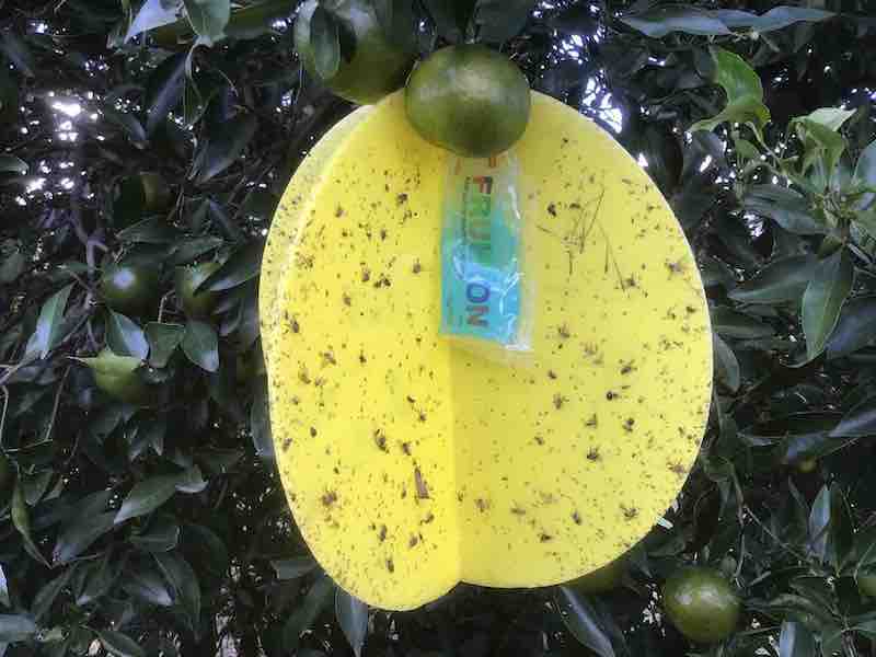 2022 shaping up as a major fruit fly season