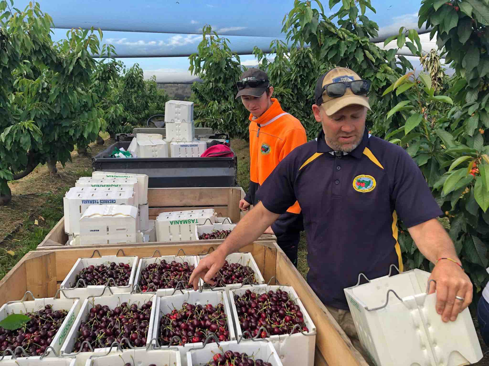 Agpick's solution for piece rates on cherry farms