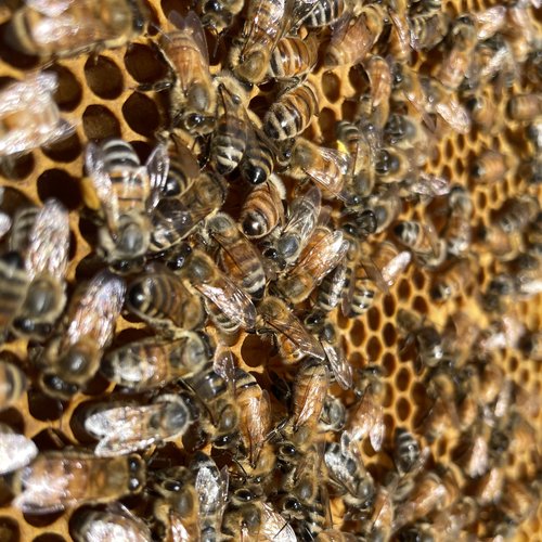 Plan Bee genetics program rolls on