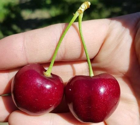 Premio for premium cherries