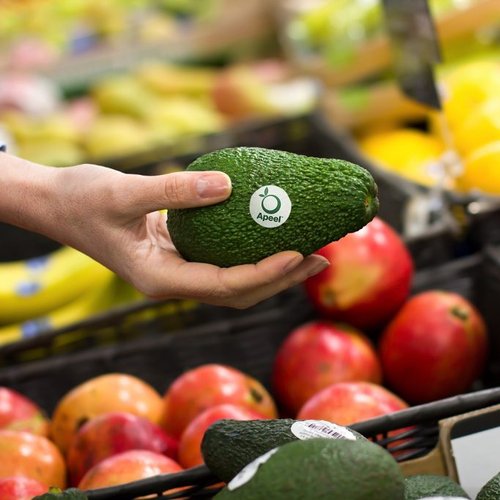 A project to lead to better quality avocados.