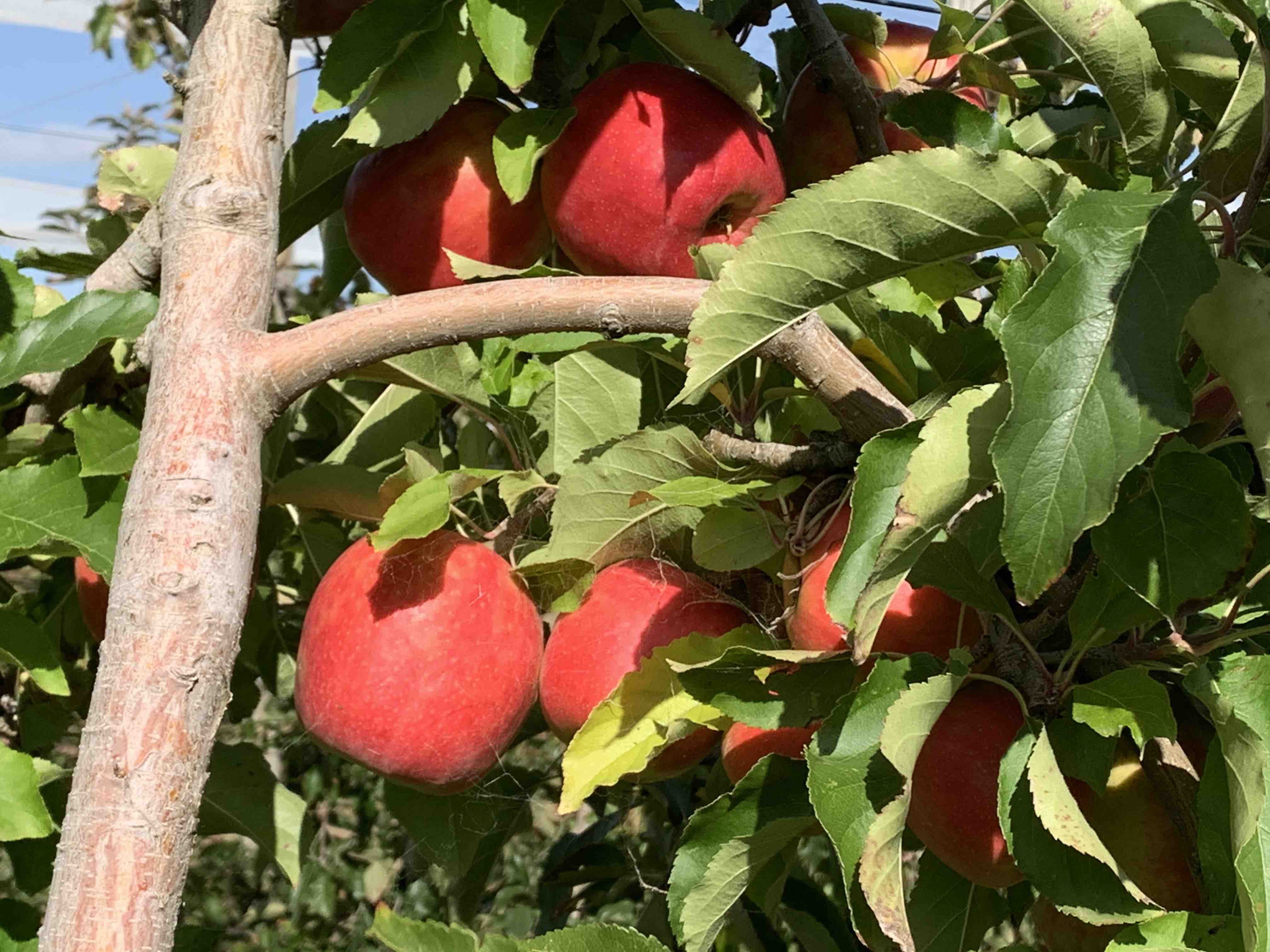 Trusted Altacor Hort Insecticide to get even better