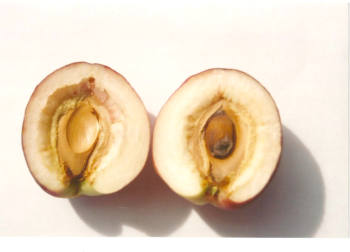 Why peach stones split and what causes gum?