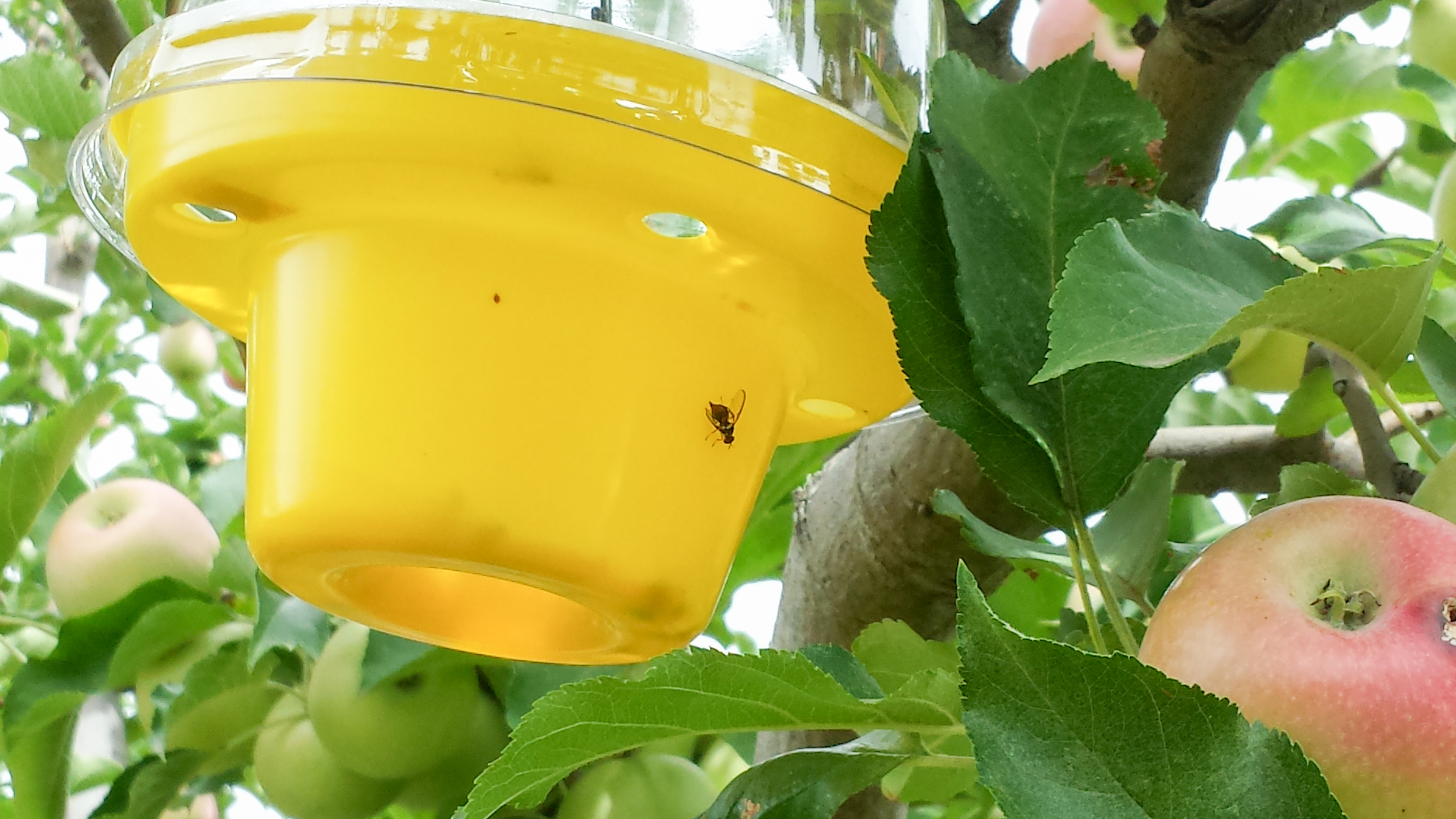 Clean, easy monitoring of insect pests