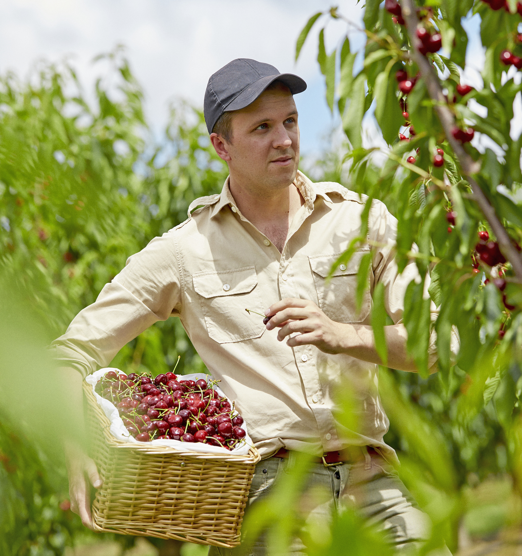 The cherry export process explained