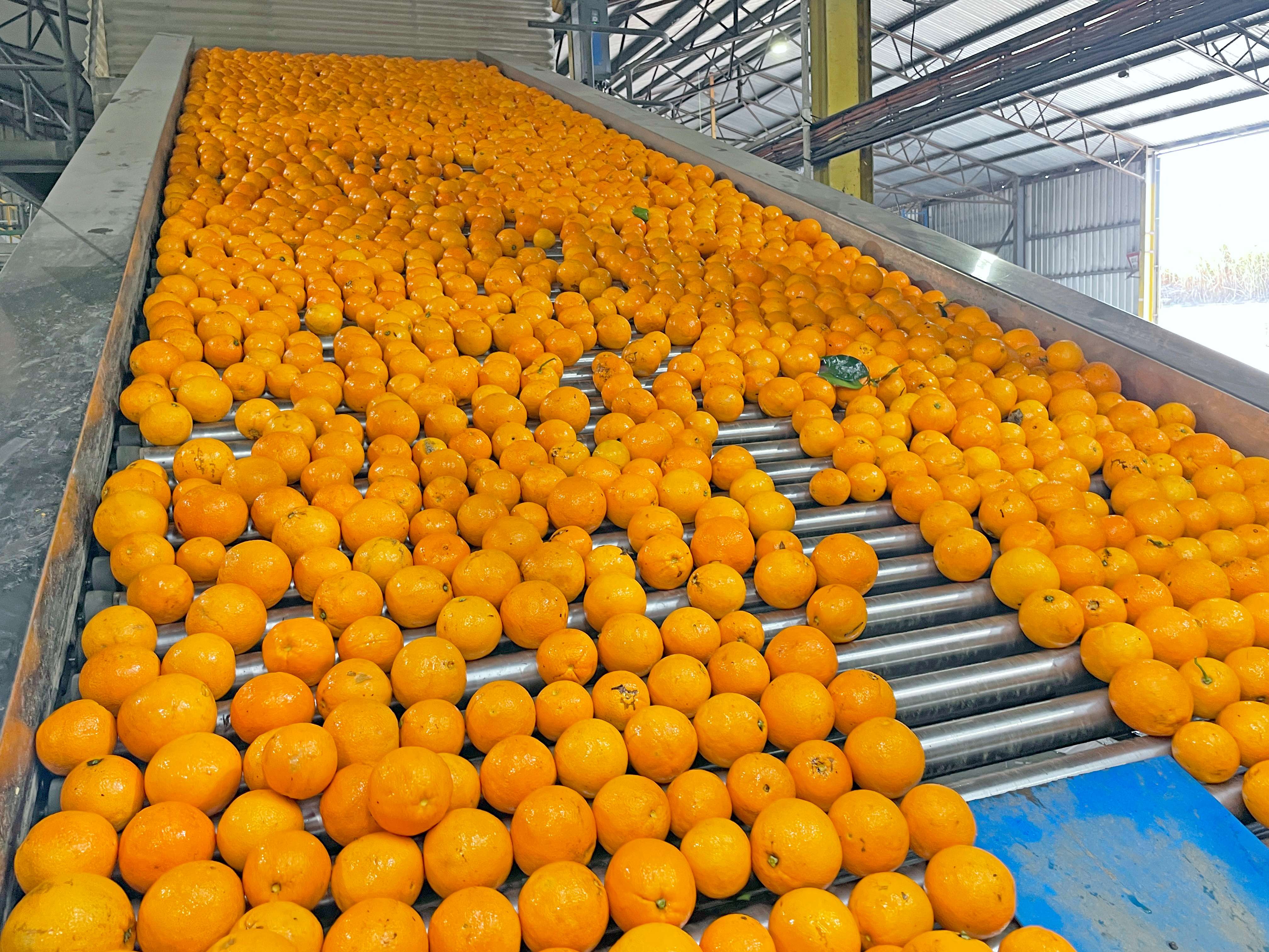 Advancing citrus microbial food safety with science – and data-based ...