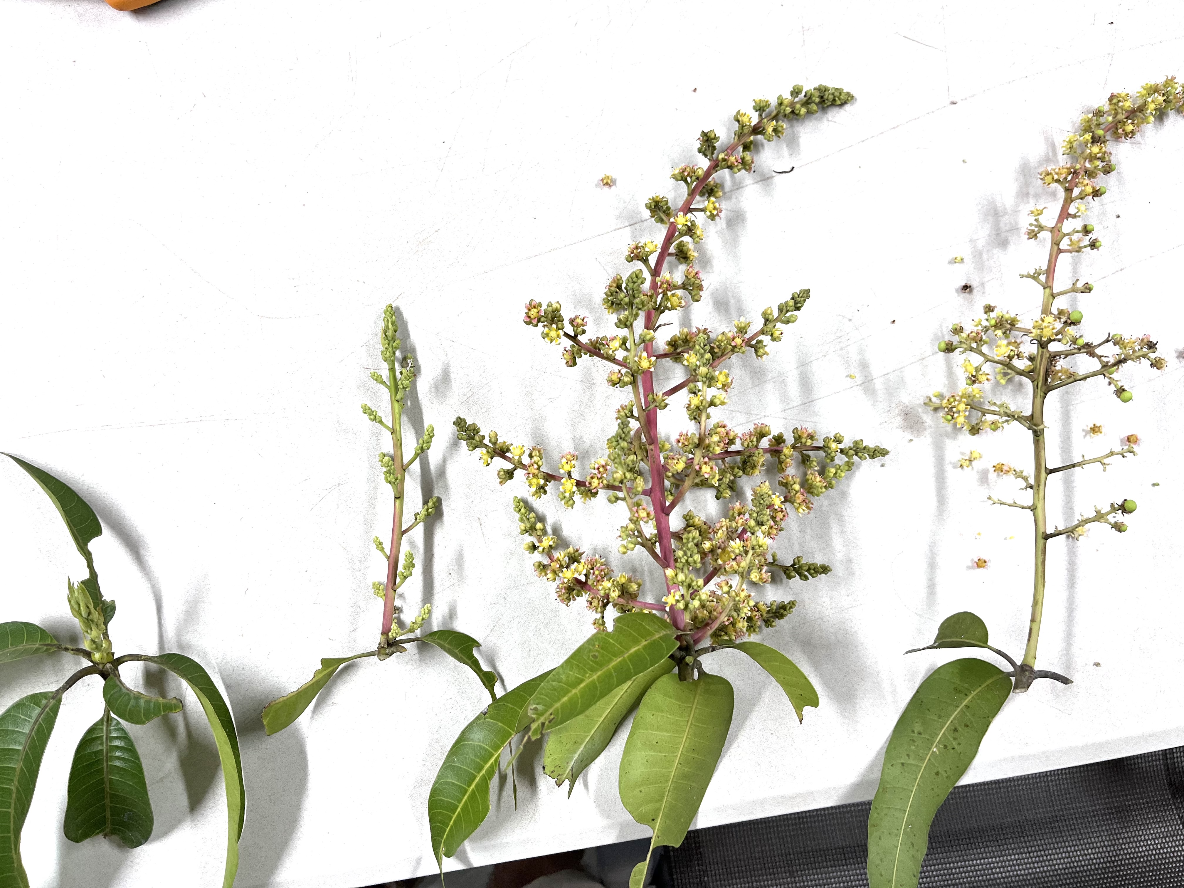 mango flowering time