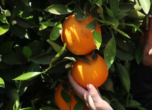 Citrus census shows positive growth trends