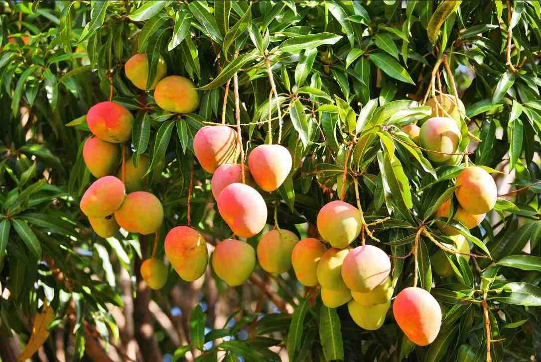 Effective insecticides for mango shoot looper