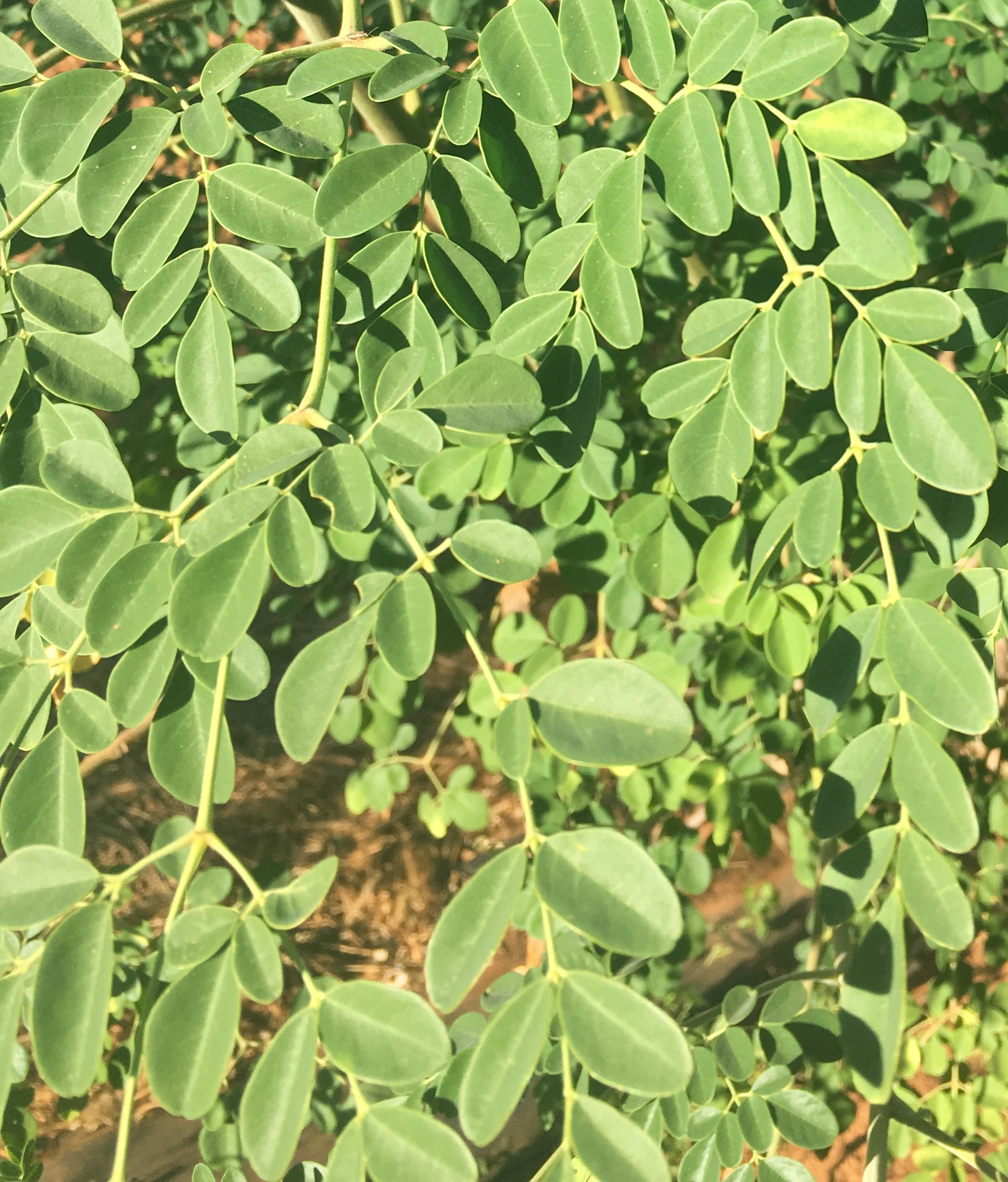 Moringa oleifera – a potential new industry for Australia