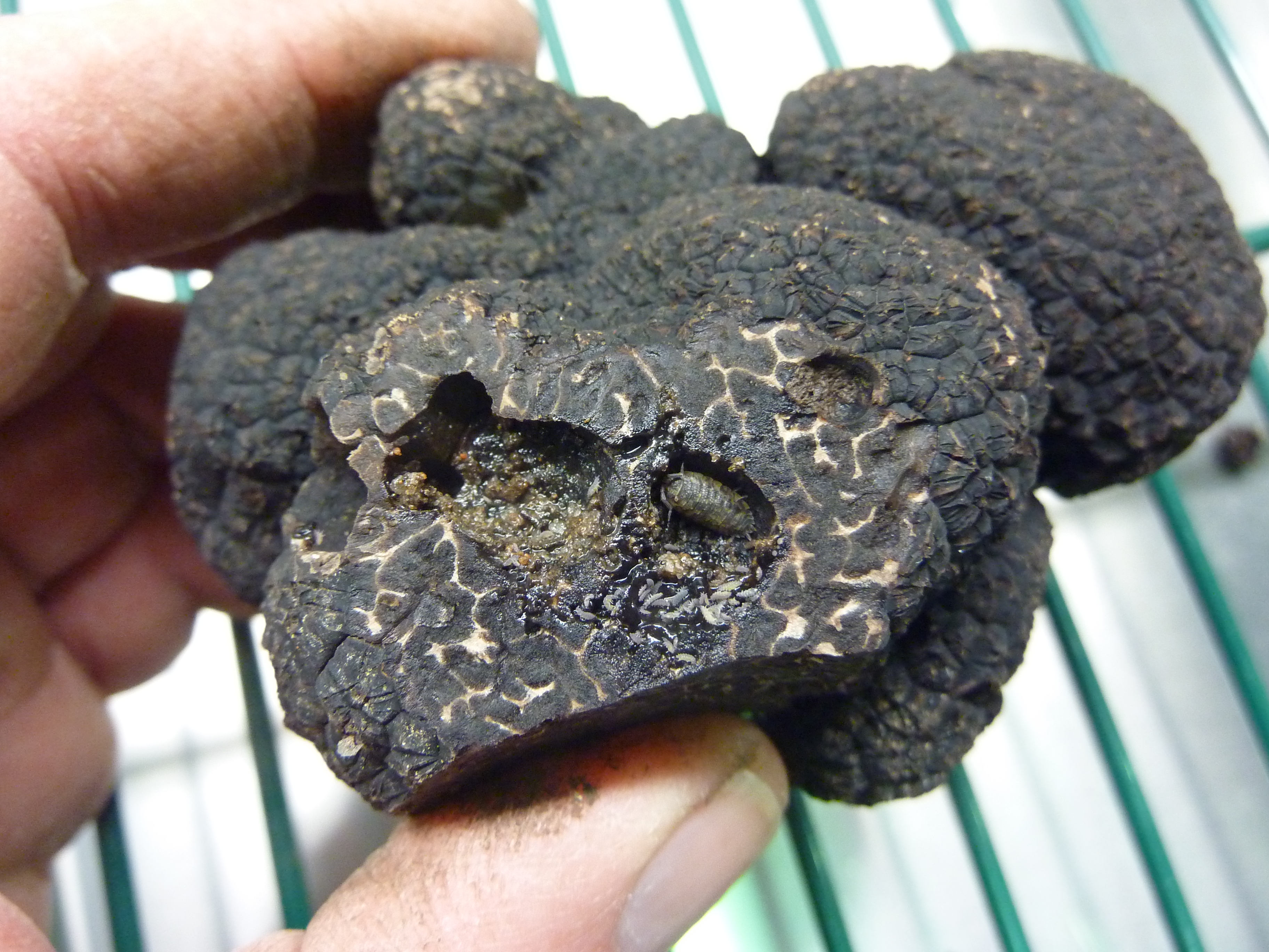 Sustainable truffle orchard floor management