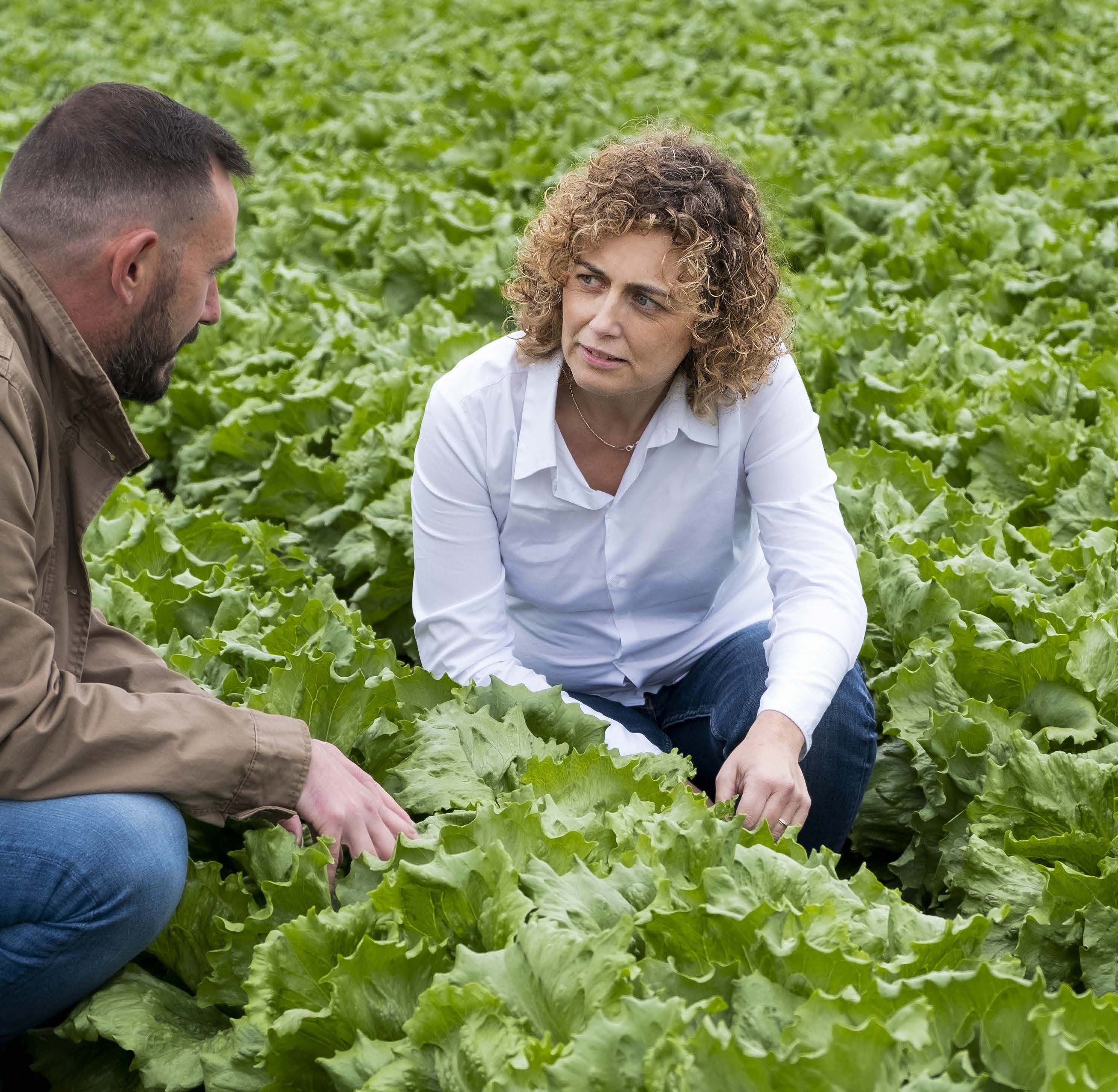 Guide to plant sampling on Fertcare site Guide to plant sampling on Fertcare site