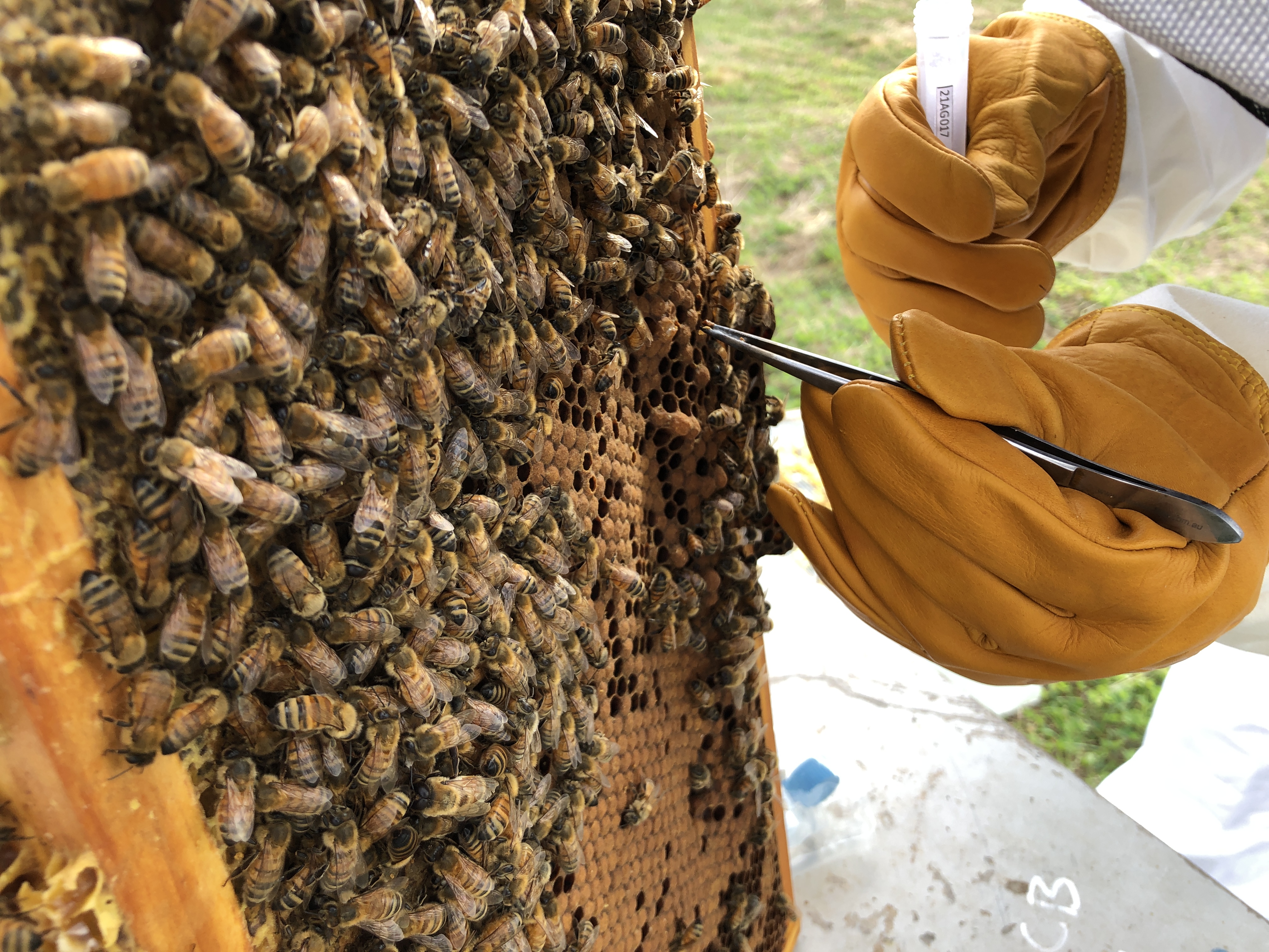 Beekeepers back genetic improvement to boost honey bee industry performance