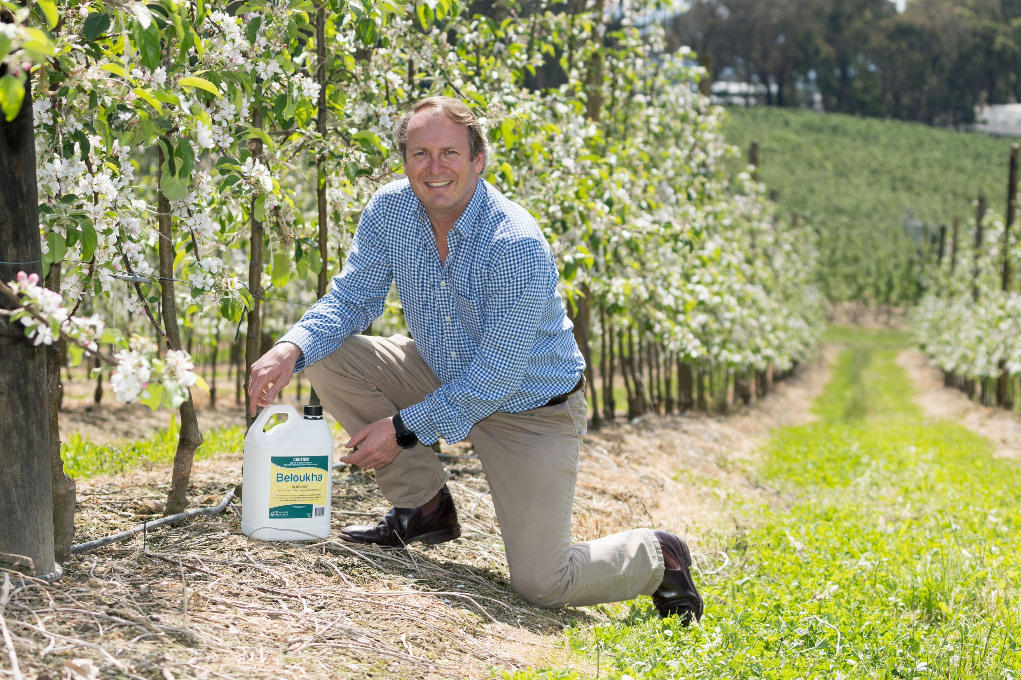 New organic herbicide for tree crops