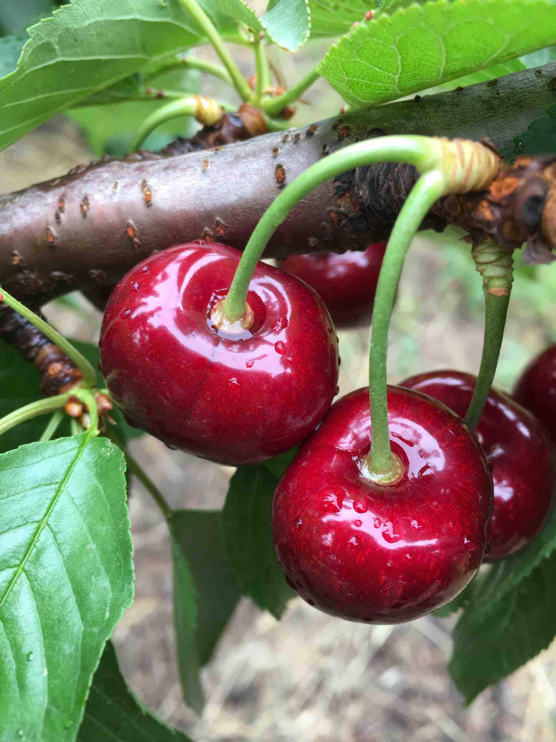 Stress and strain on the cherry skin and cuticle