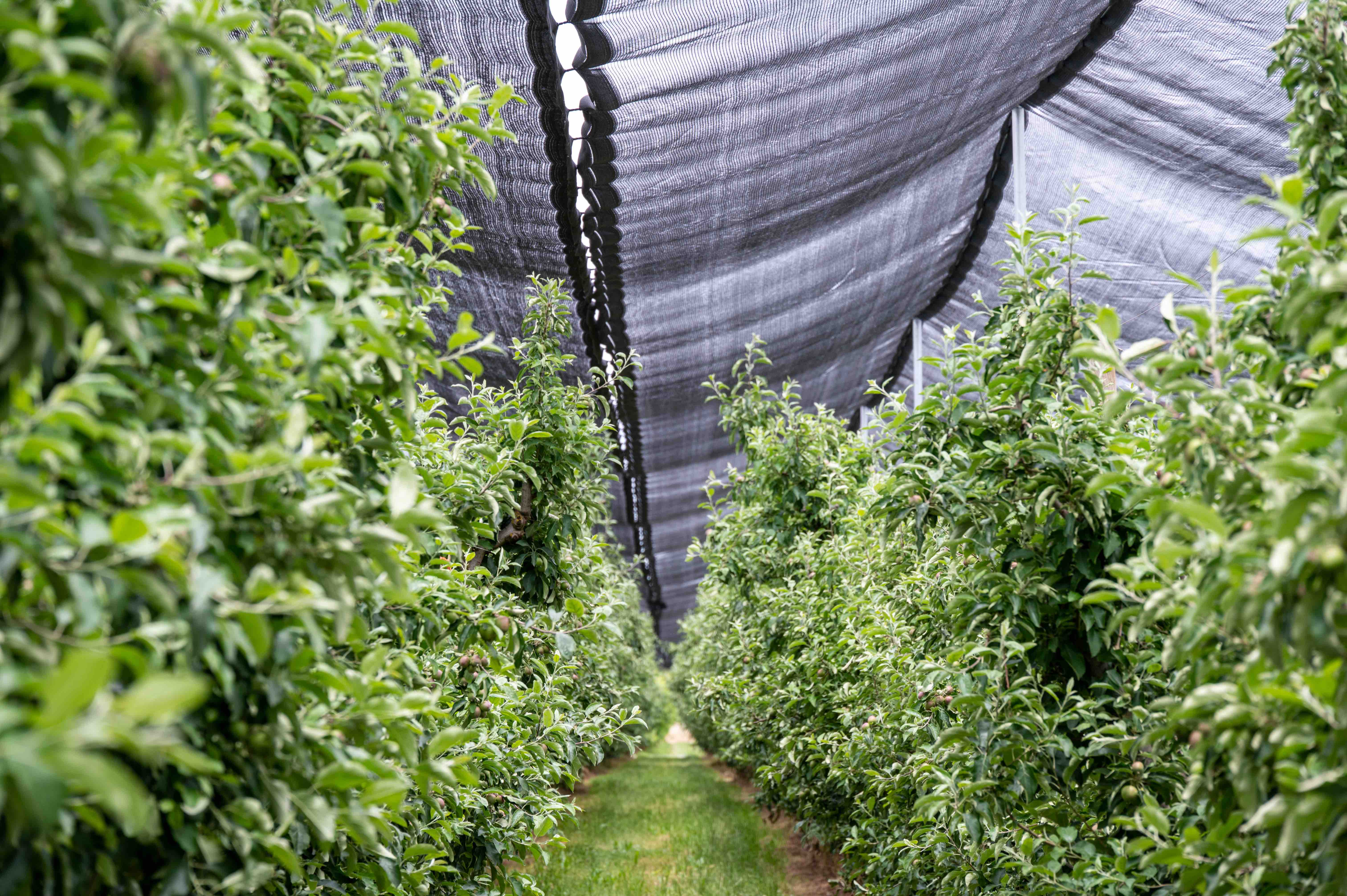 Top tips for new orchard plantings