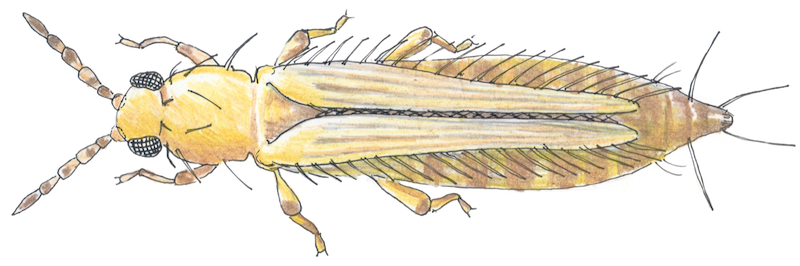 Thrips; small pest, big impact