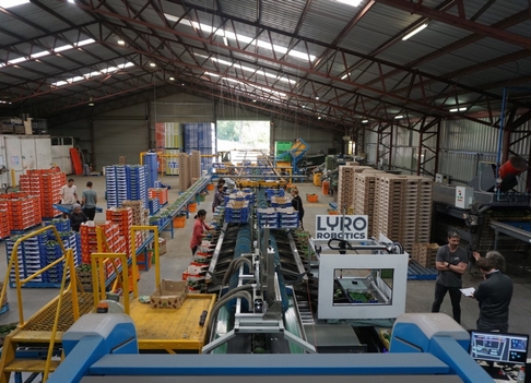 Trials underway for new packing and sorting technology at avocado packhouse