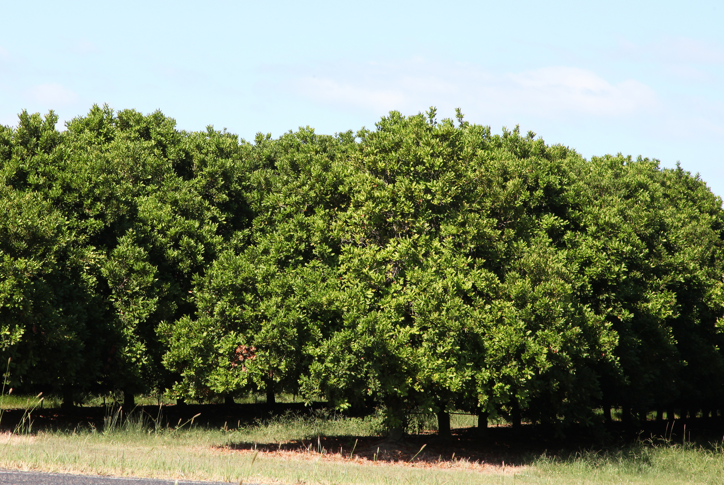 New macadamia varieties to lower production costs