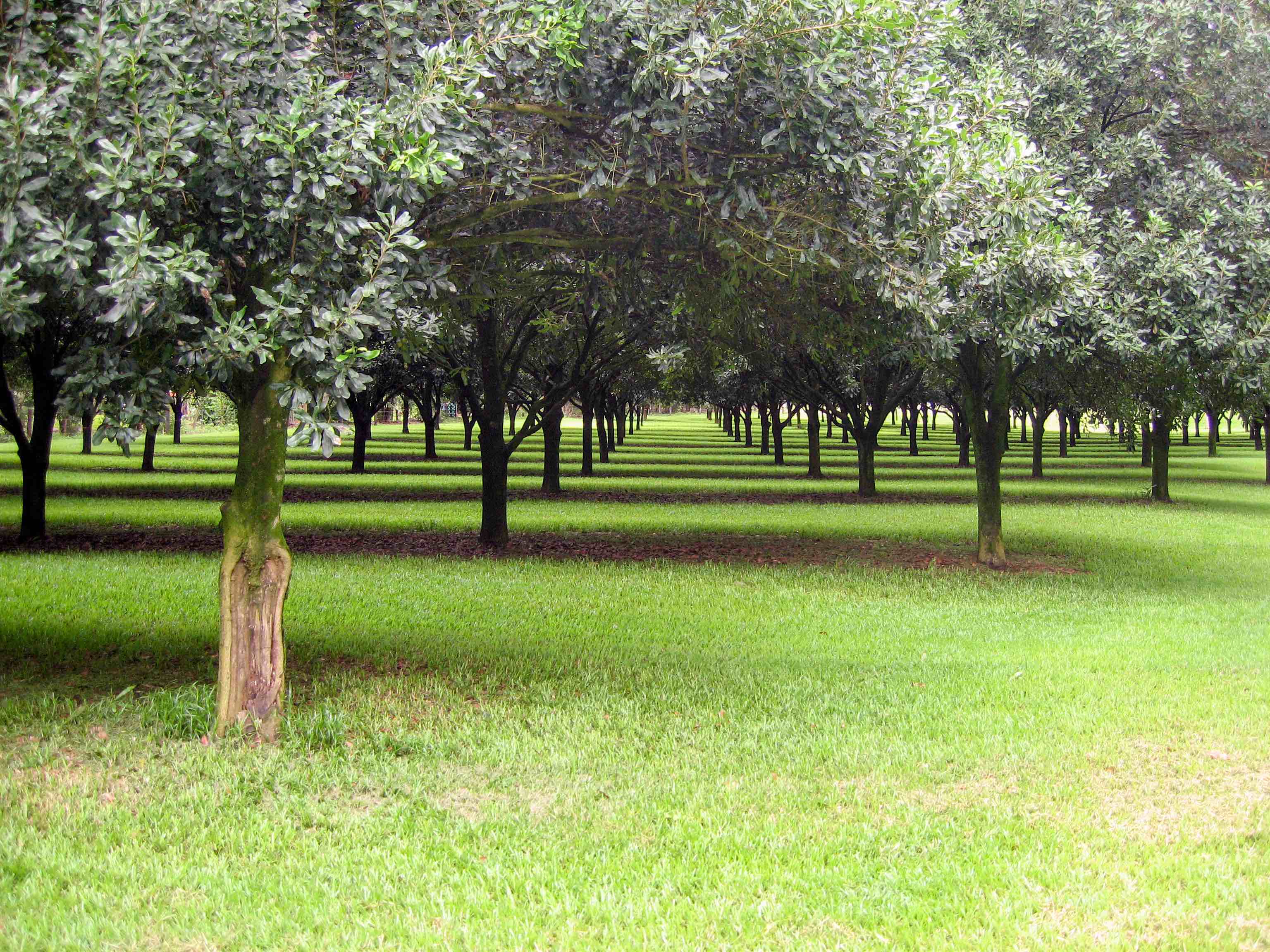 Macadamia turf trial to choose best mixes
