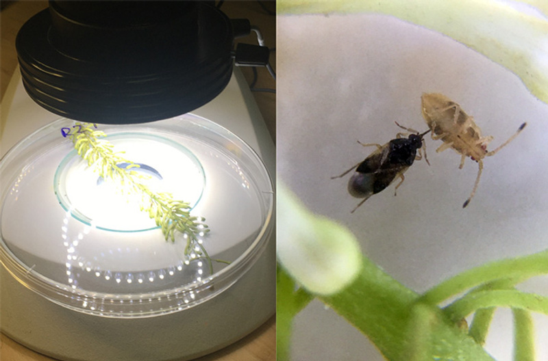 New research on macadamia lace bug