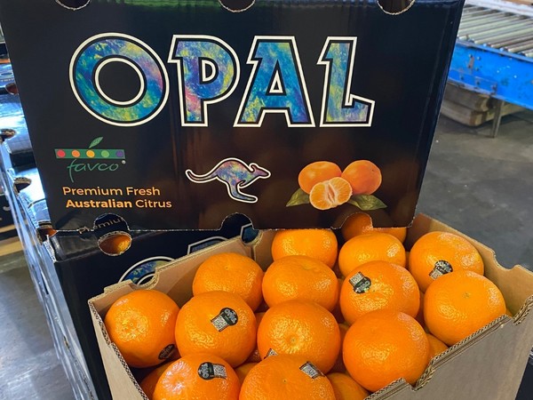 Favco launches premium mandarin brand