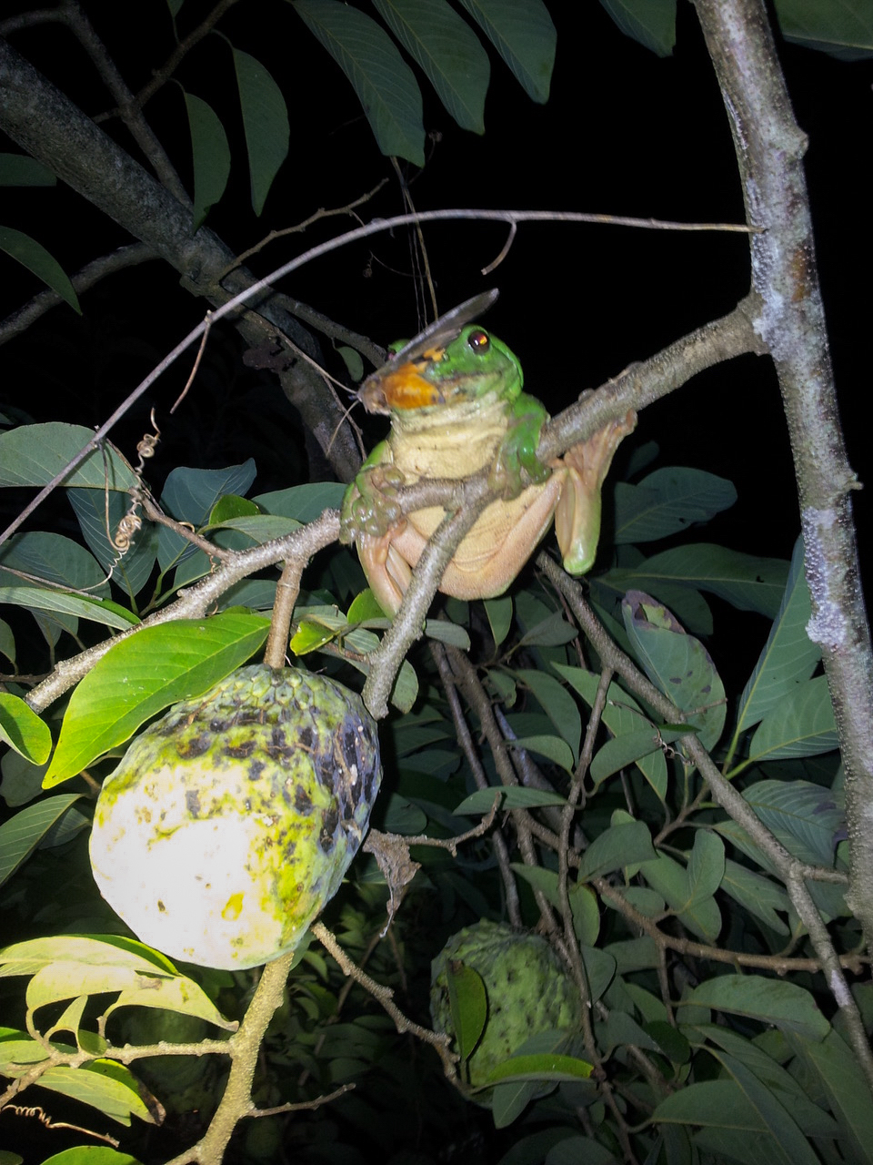 Helping nature beat pests - Fruit piercing moths