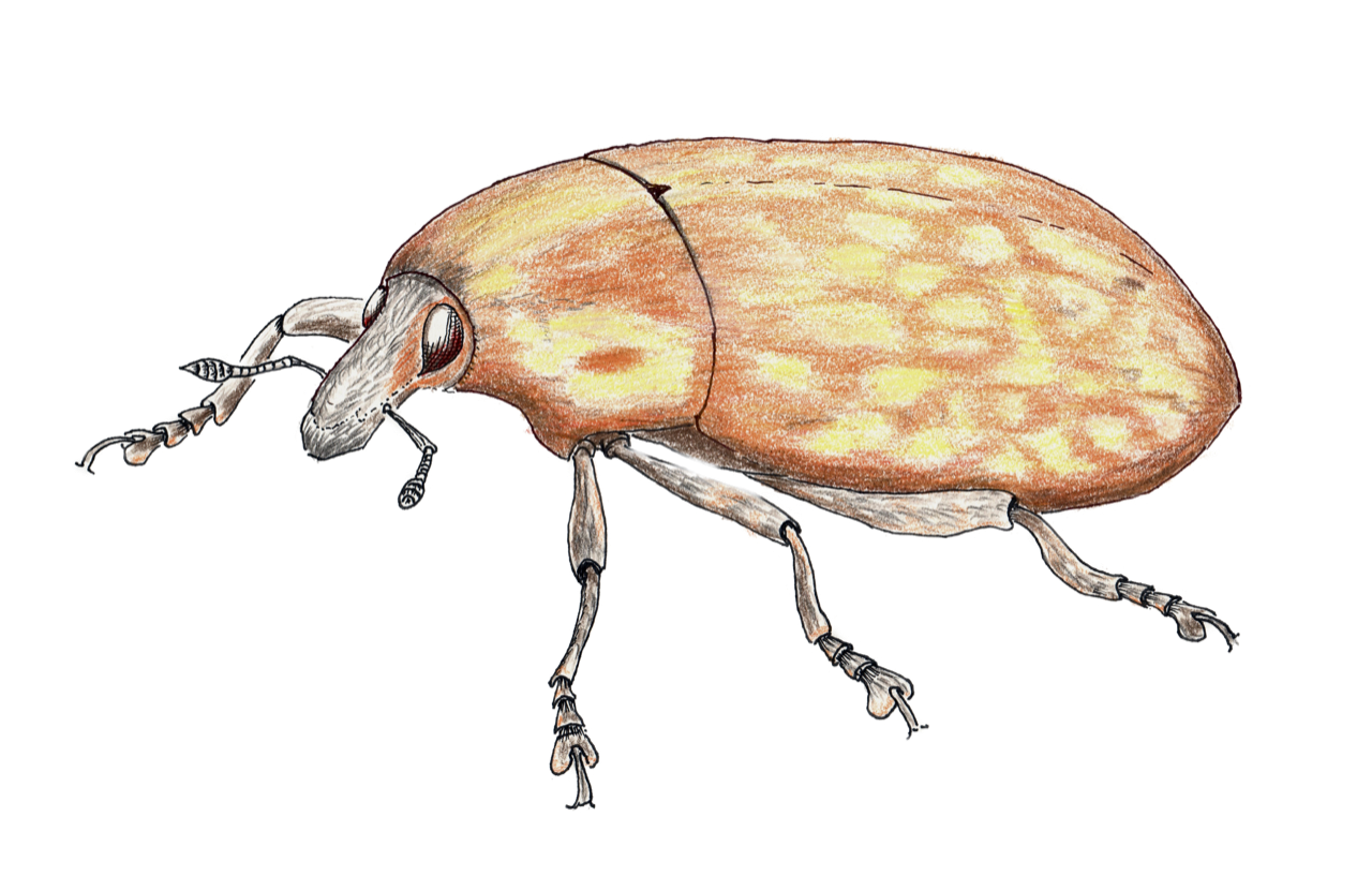 Know your pest: weevils