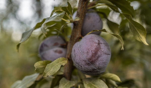 Antioxidant-rich Queen Garnet plum now in season