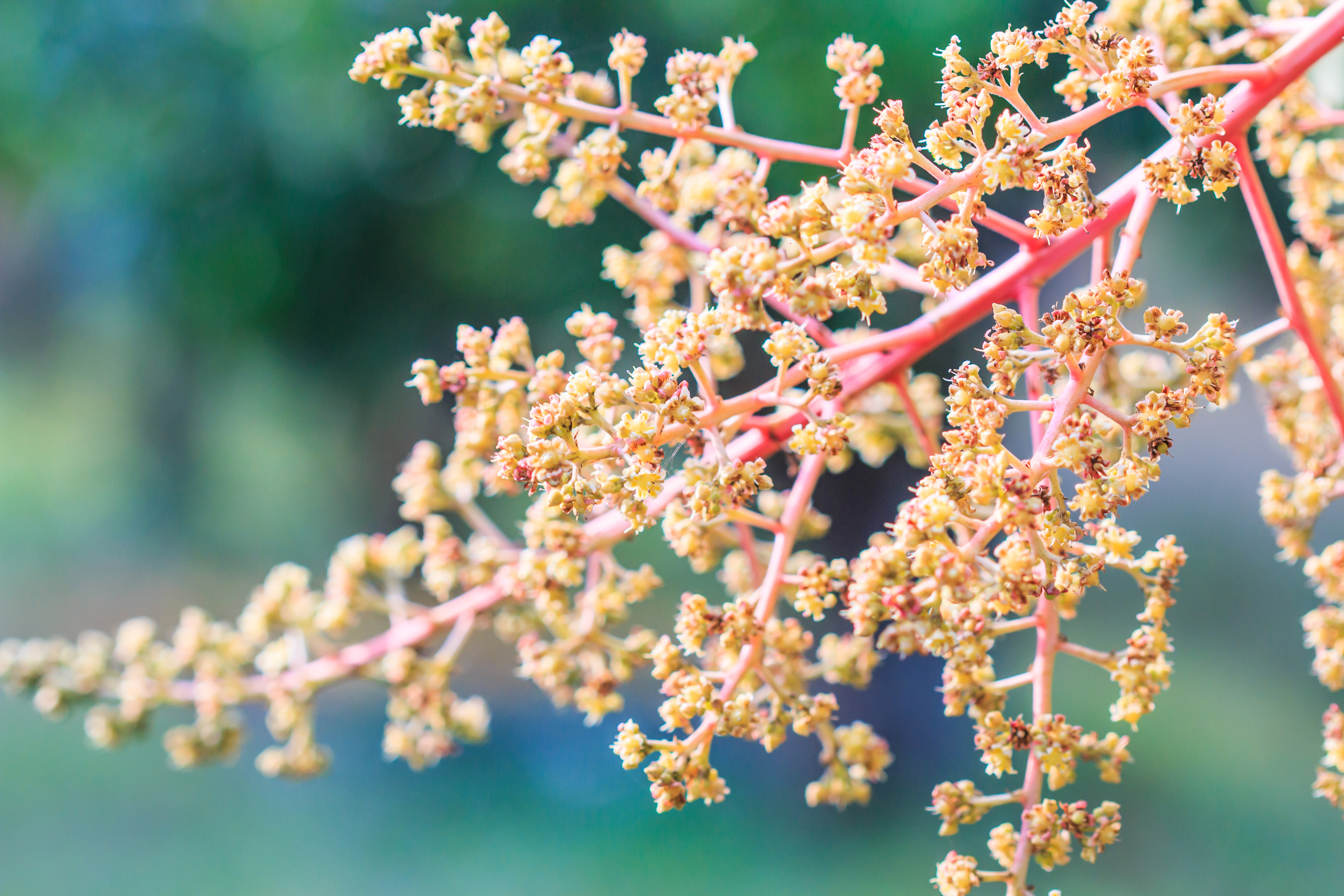Enhancing flowering and flower retention