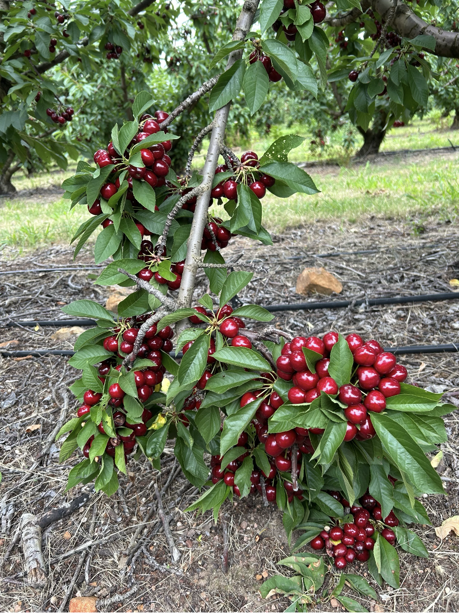 Feeding trees from the ground up: how biologicals advance tree crop ...