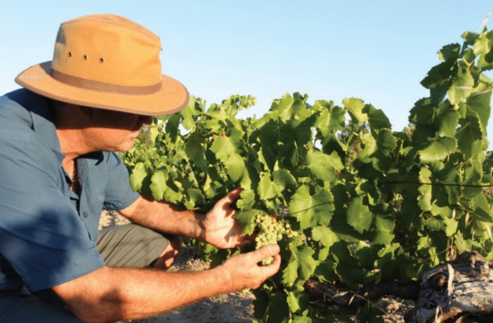 Boosting Brix leads to stronger crops, bigger yields