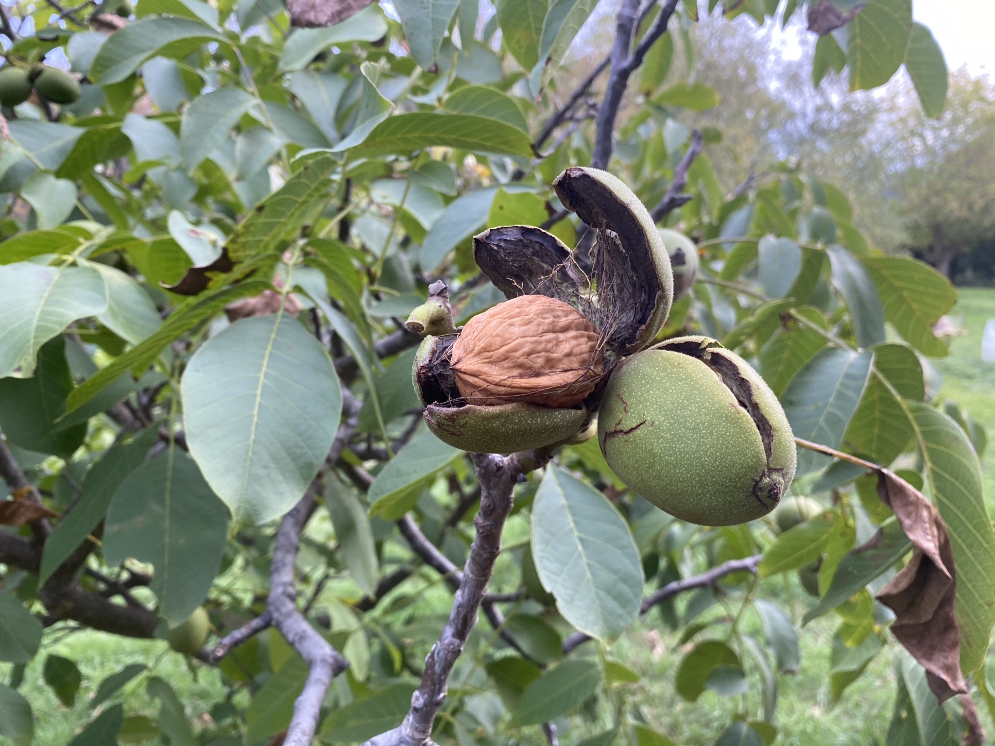 Australian walnut harvest wraps up