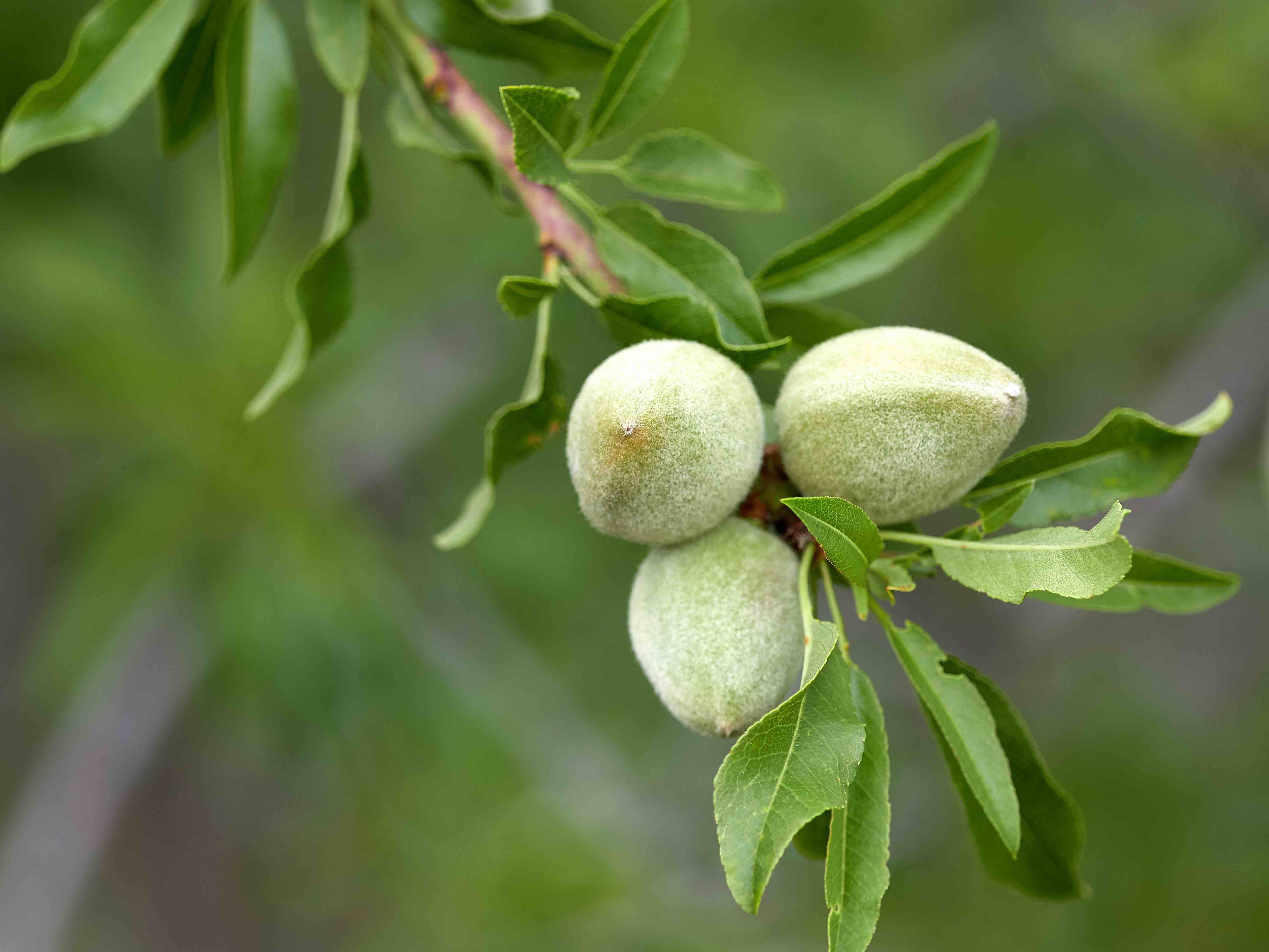 Superior disease protection for almonds