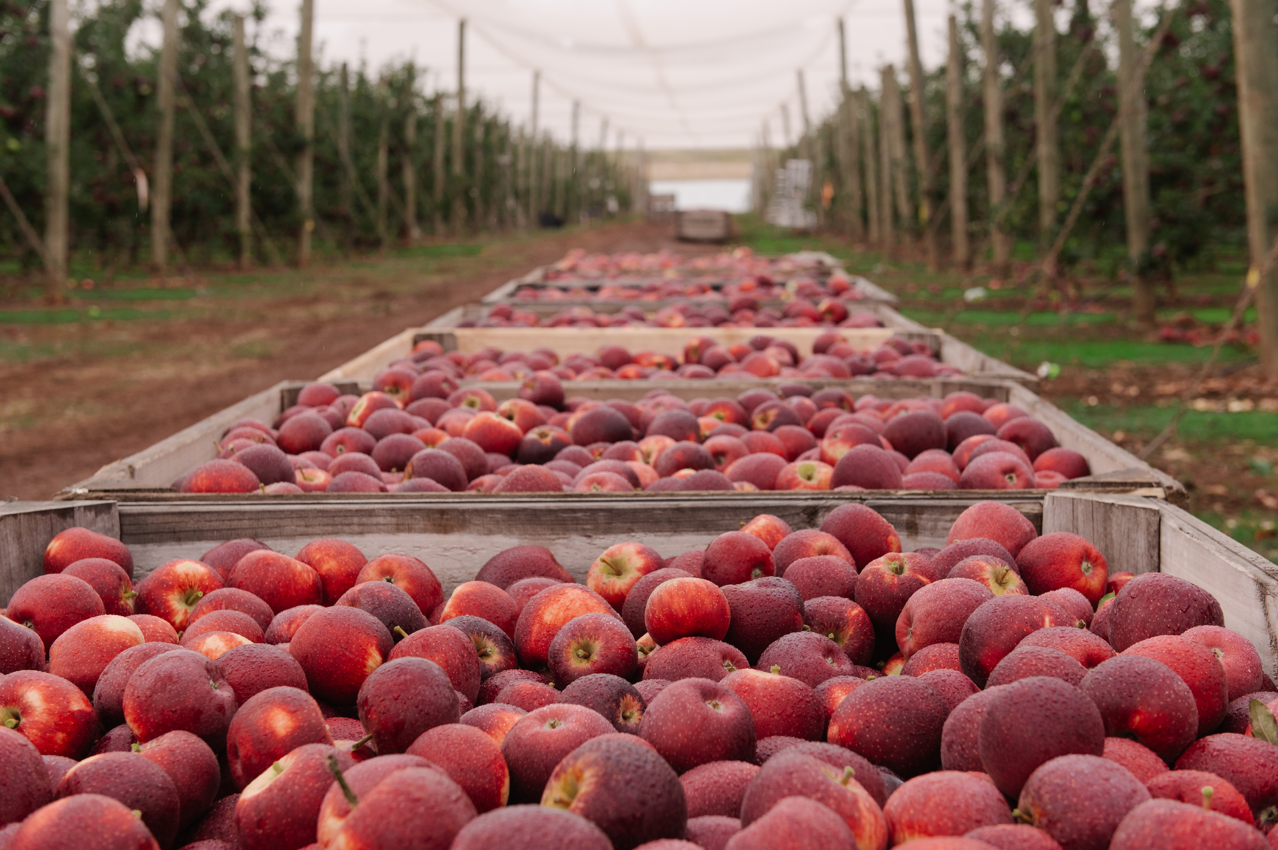 Abundant Bravo apples dominate east coast shelves