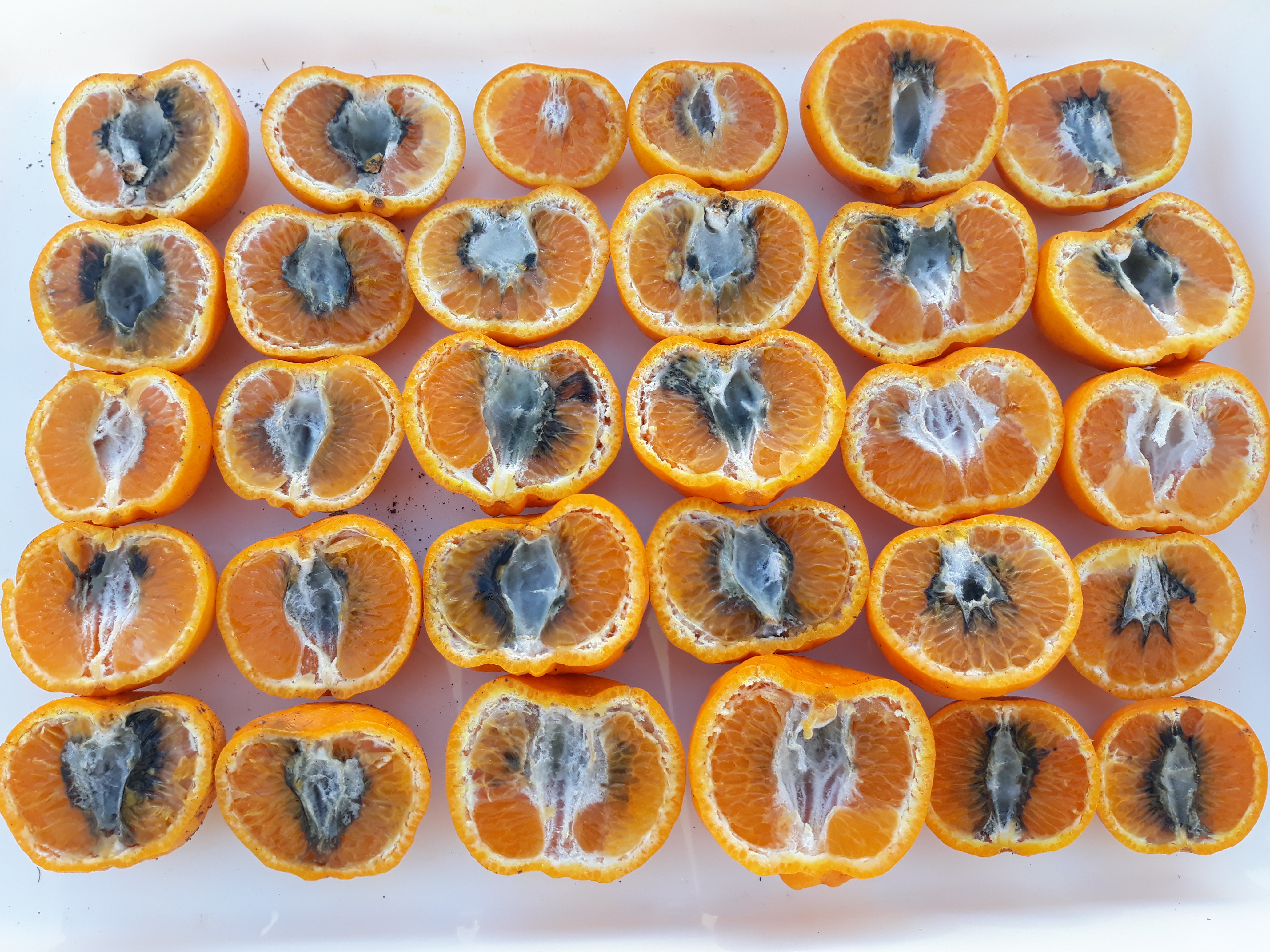 Getting under the skin of black core rot